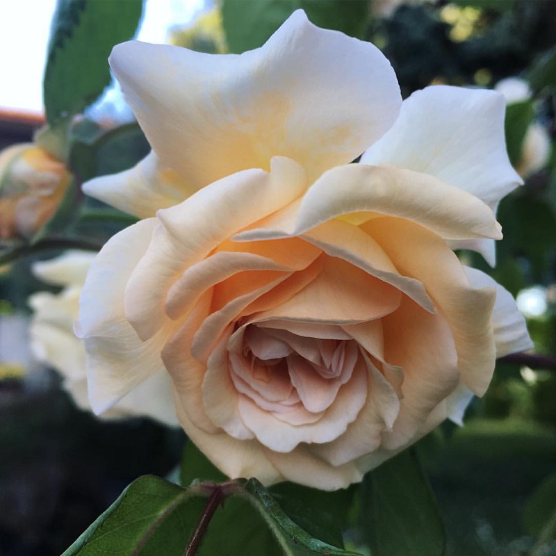 Rosa Buff Beaauty ibrido di moschata - Vittori Vivai Forlì-Cesena