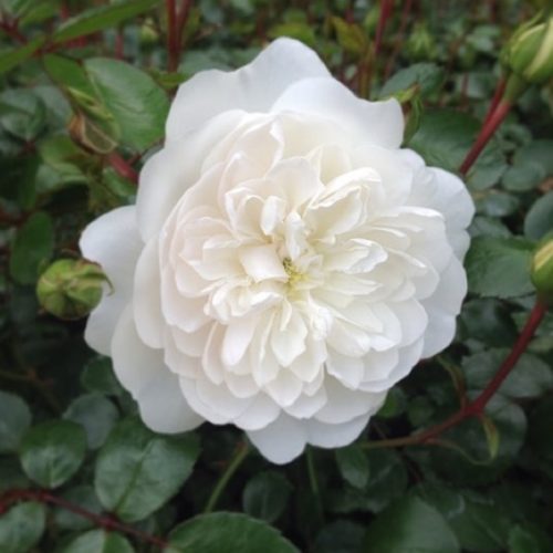 Rosa Snow Ballet tappezzante - Vittori Vivai Forlì Cesena