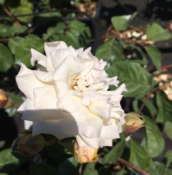 Rosa Buff Beauty rampicante - Vittori Vivai Forlì Cesena