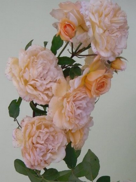 Rosa Buff Beauty rampicante - Vittori Vivai Forlì Cesena