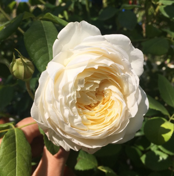 Rosa Claire Austin Clg - Vittori Vivai Forlì Cesena