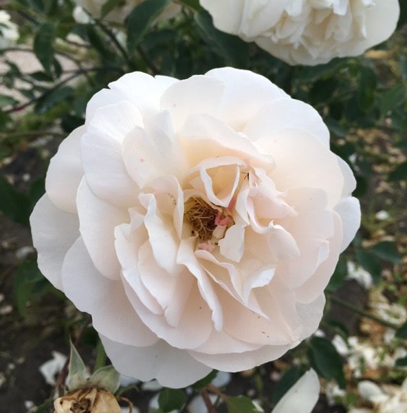 Rosa Lichfield Angel inglese bianco - Vittori Vivai Forlì Cesena