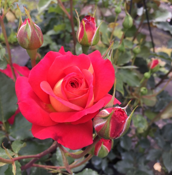 Midsummer - Vittori Vivai