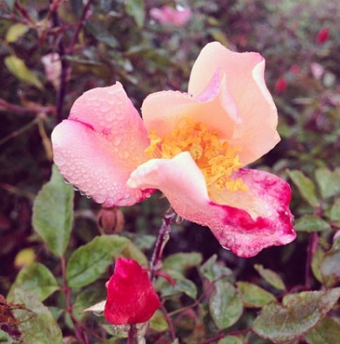 Rosa chinensis Mutabilis - Vittori Vivai Forlì Cesena