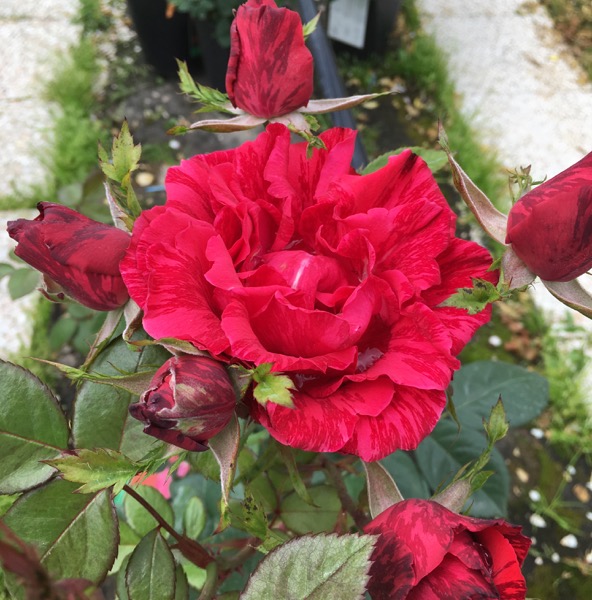 Red Intuition - Vittori Vivai