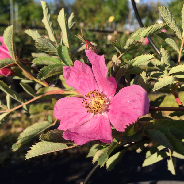 Rosa californica botanica - Vittori Vivai Forlì Cesena