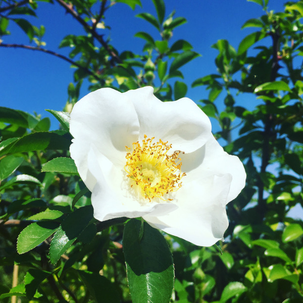 Rosa laevigata - Vittori Vivai