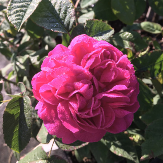 Rosa Rose de Rescht antica - Vittori Vivai Forlì Cesena