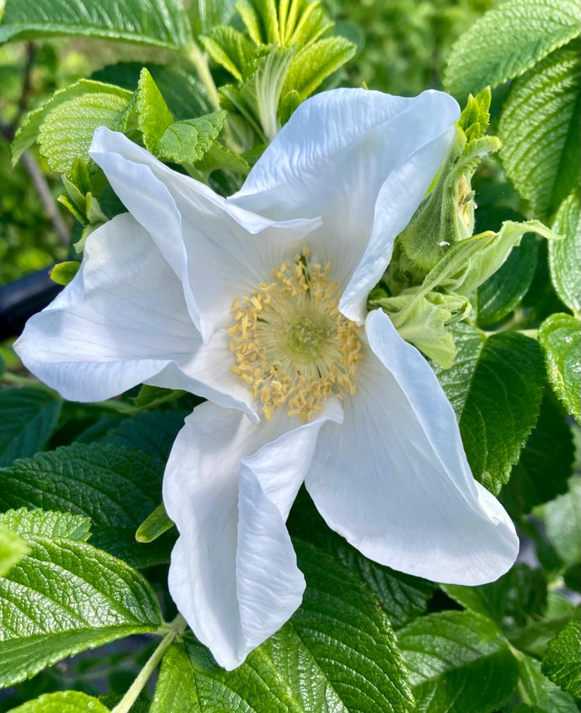 Rosa rugosa alba - Vittori Vivai Forlì Cesena
