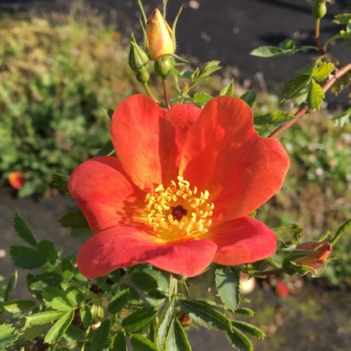 Rosa foetida bicolor - Vittori Vivai