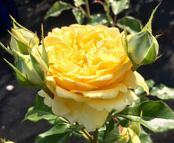 Rosa Inka gialla Tantau - Vittori Vivai Forlì Cesena