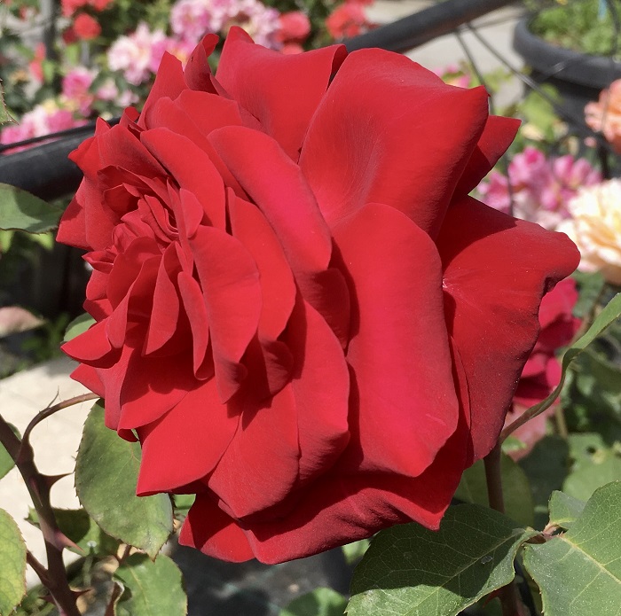 Rosa Edith Piaf profumatissima - Vittori Vivai Forlì Cesena