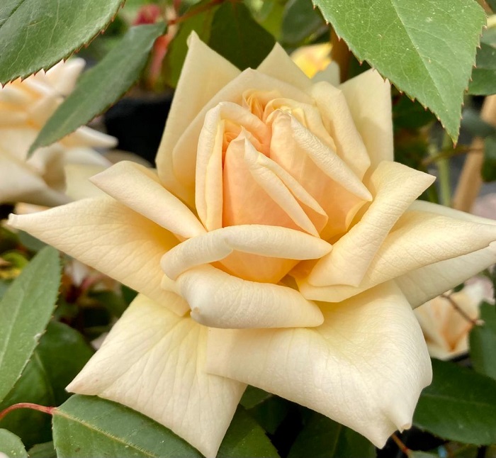 Rosa Rêve d'Or rampicante - Vittori Vivai Forlì Cesena